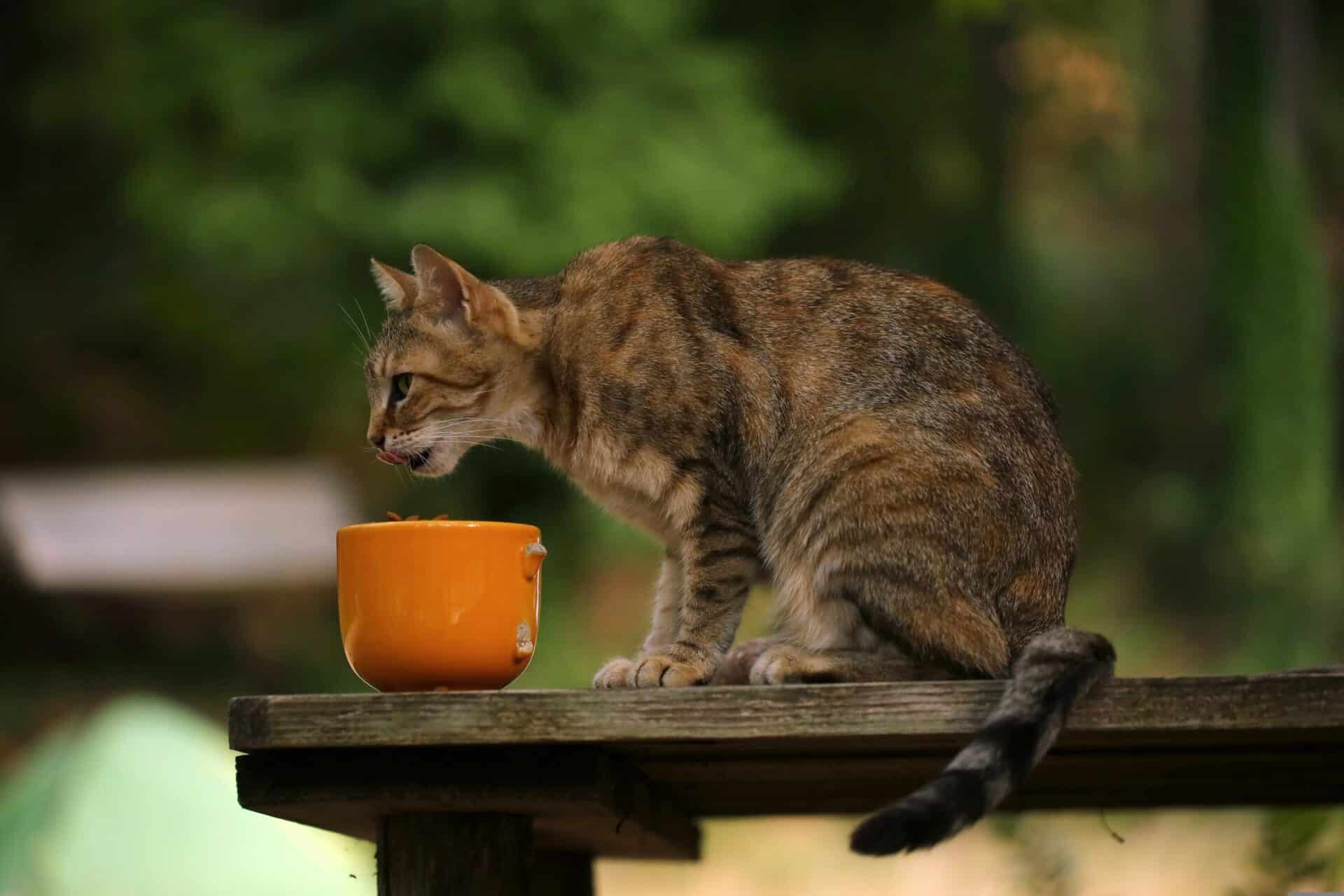 Tierschutzverein - Wie viel Futter für Haustiere?