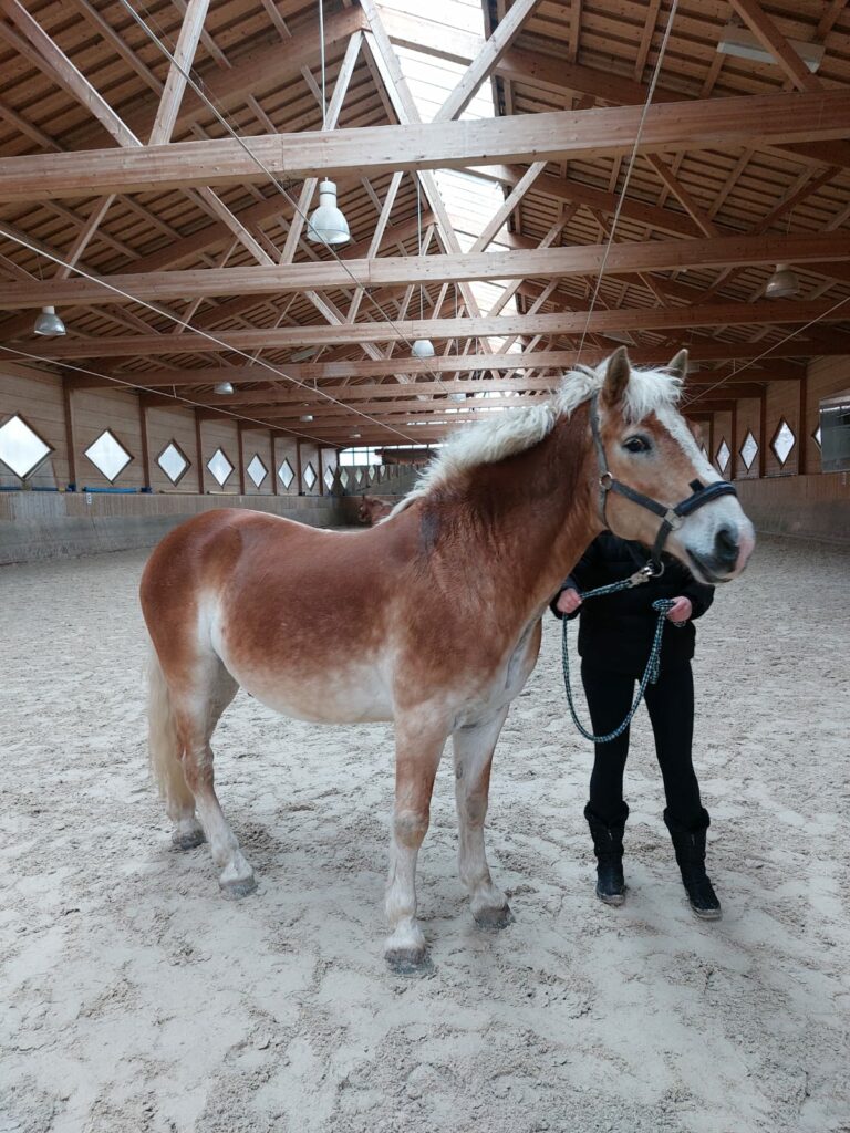 Haflinger: Das vielseitige Freizeitpferd aus den Alpen