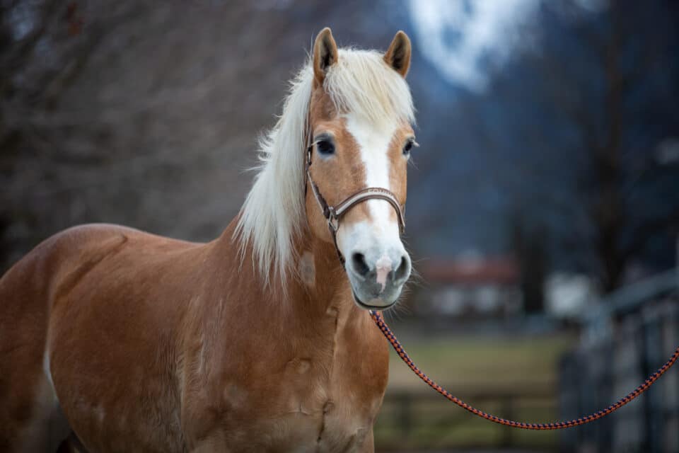Haflinger: Das vielseitige Freizeitpferd aus den Alpen